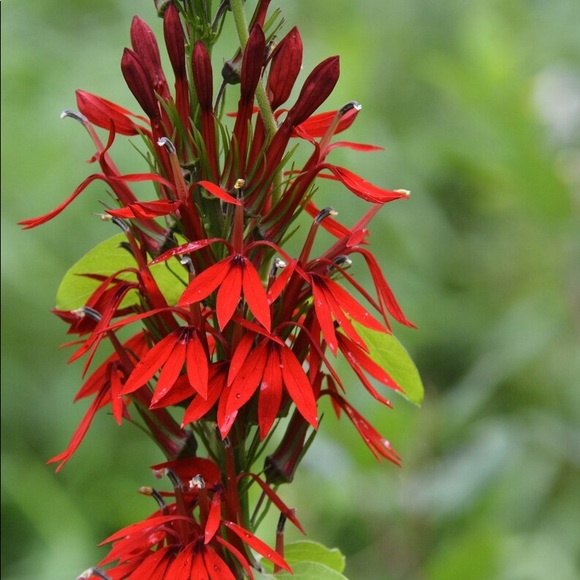 Other | Lobelia Cardinalis Cardinal Flower Perennial Live Starter Plant ...